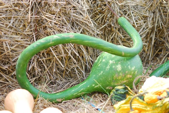 Long Handled Dipper Gourd - Lagenaria siceraria | Rare Plant Seeds ...