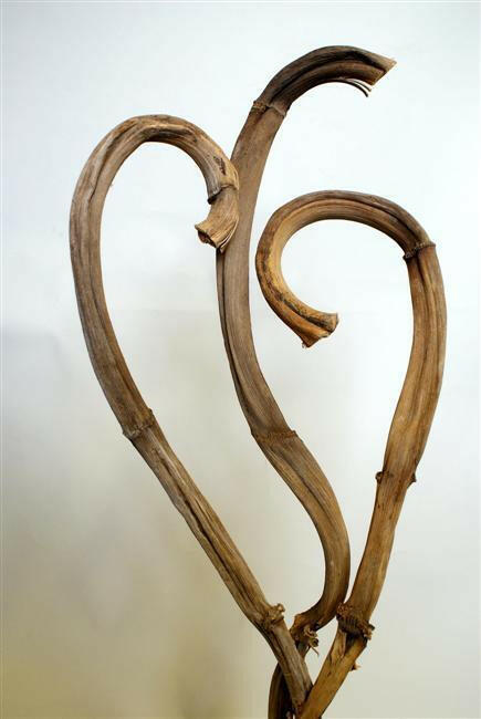 Liana Banana Cane Monkey Cane | Stargazer Exotics