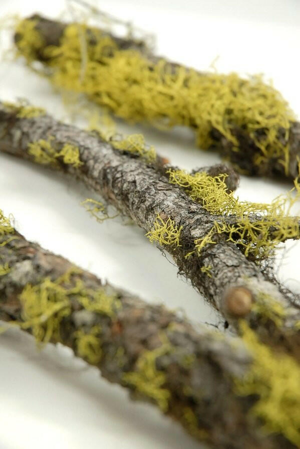Moss Covered Branch | Stargazer Exotics
