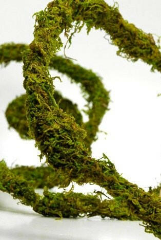 Moss Vine – Stargazer Exotics