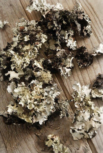 Black Moss Lichen – Stargazer Exotics