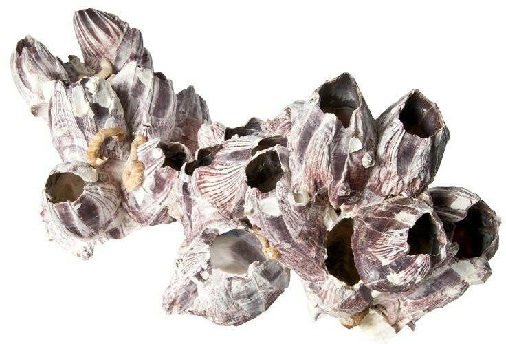 Natural Purple Barnacle – Stargazer Exotics