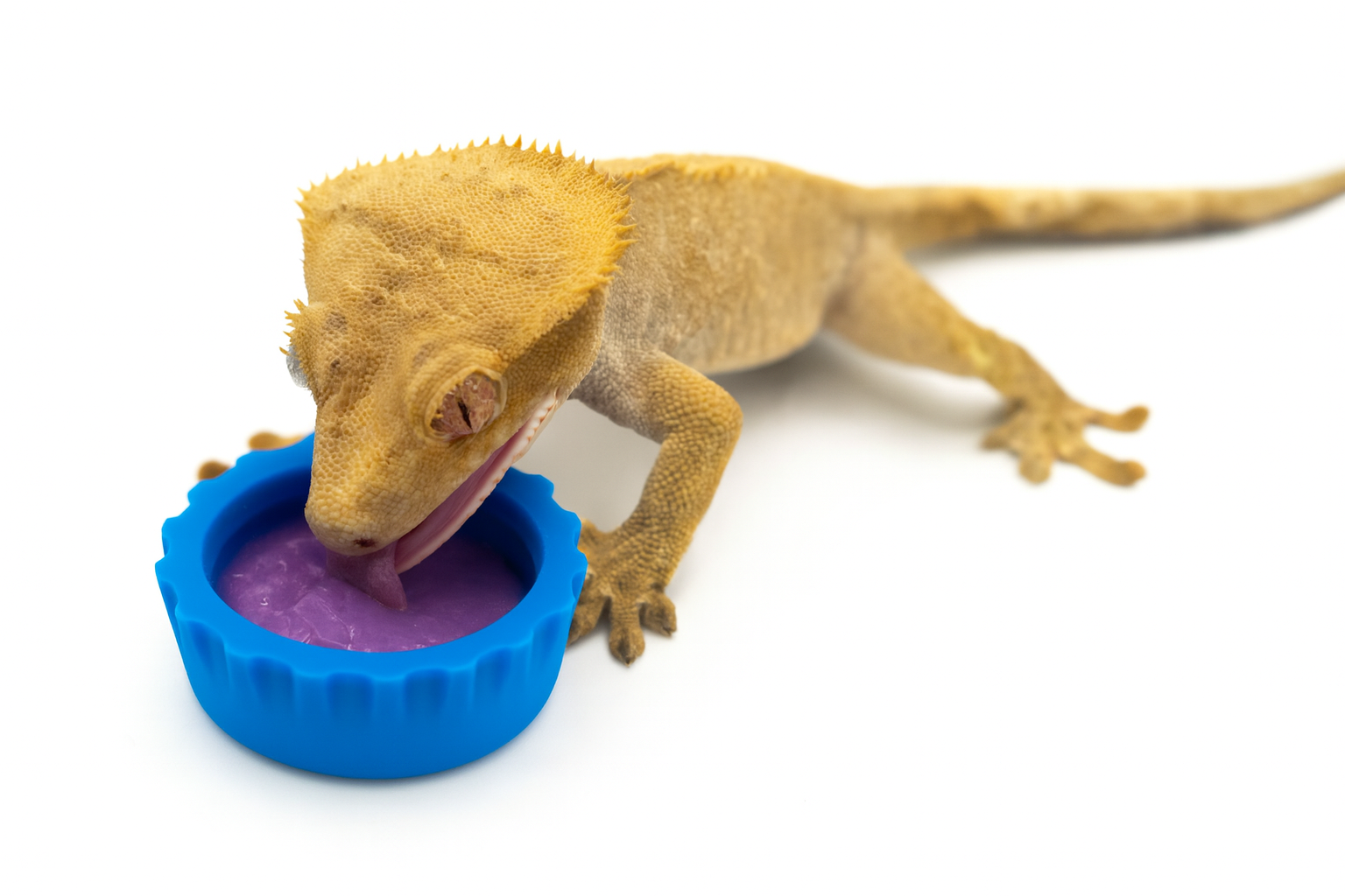 Reusable Silicone Gecko Feeding Dish – Safe, Non-Toxic, Bioactive ...
