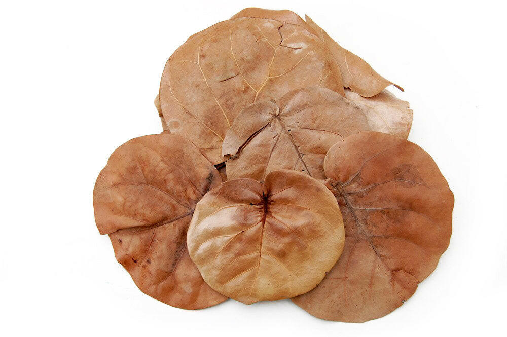 Sea Grape Leaf Litter for Reptile Environments | Stargazer Exotics