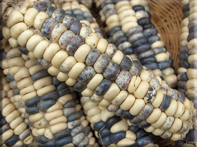 Mandan Speckled Corn - Citrullus lanatus | Rare Plant Seeds | Whimsy ...