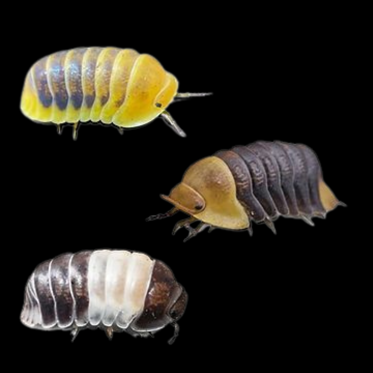 Isopod Canada - Canada's Largest Collection - Shipping Nationwide ...