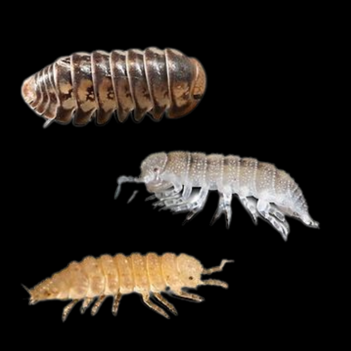 Isopod Canada - Canada's Largest Collection - Shipping Nationwide ...