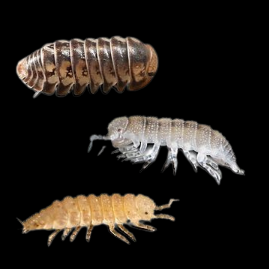 Isopod Canada - Canada's Largest Collection - Shipping Nationwide ...