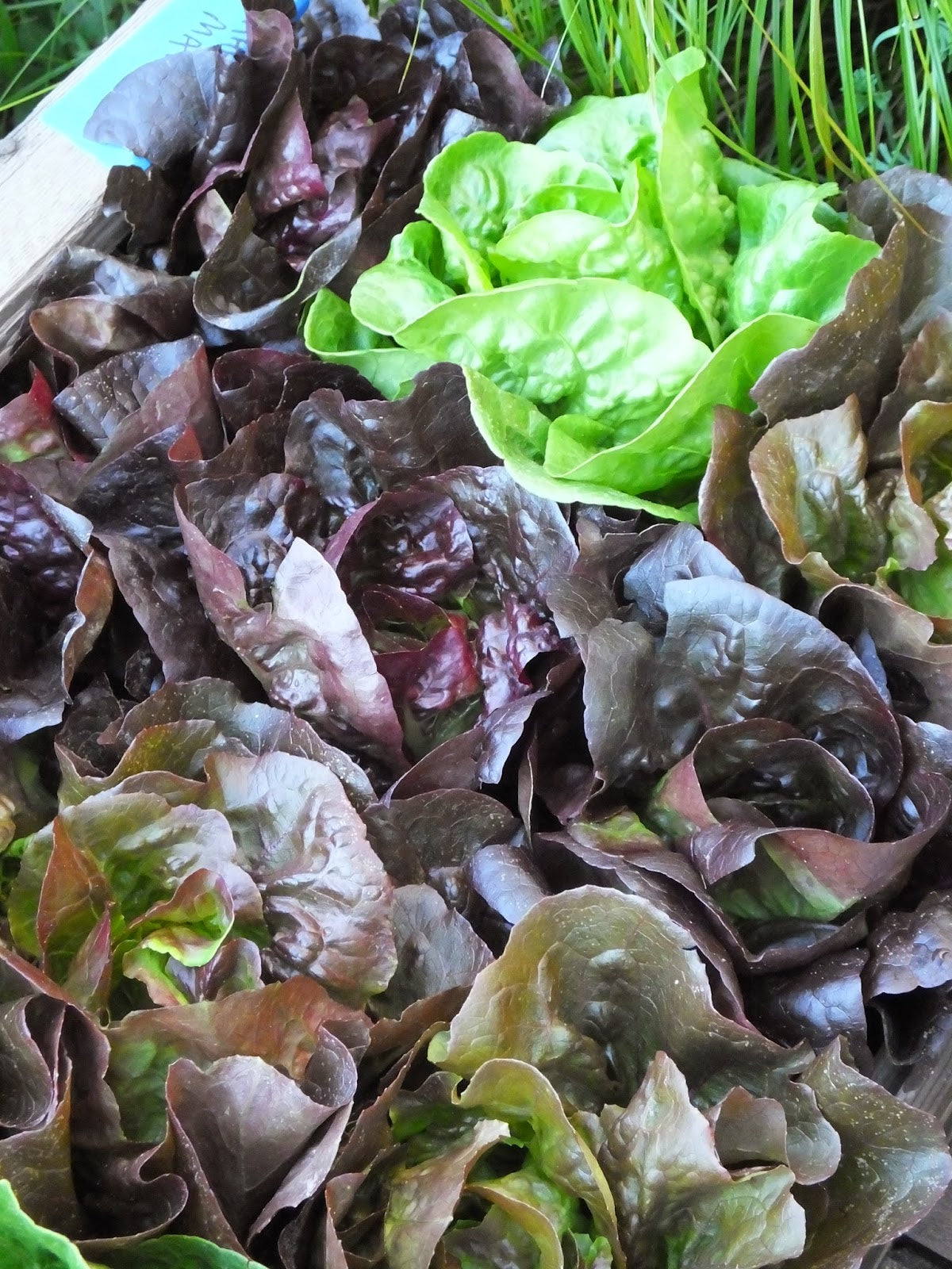 Mystic Mini Romaine Mix - Breen, Dragoon and Turchas - Mix of Lactuca ...