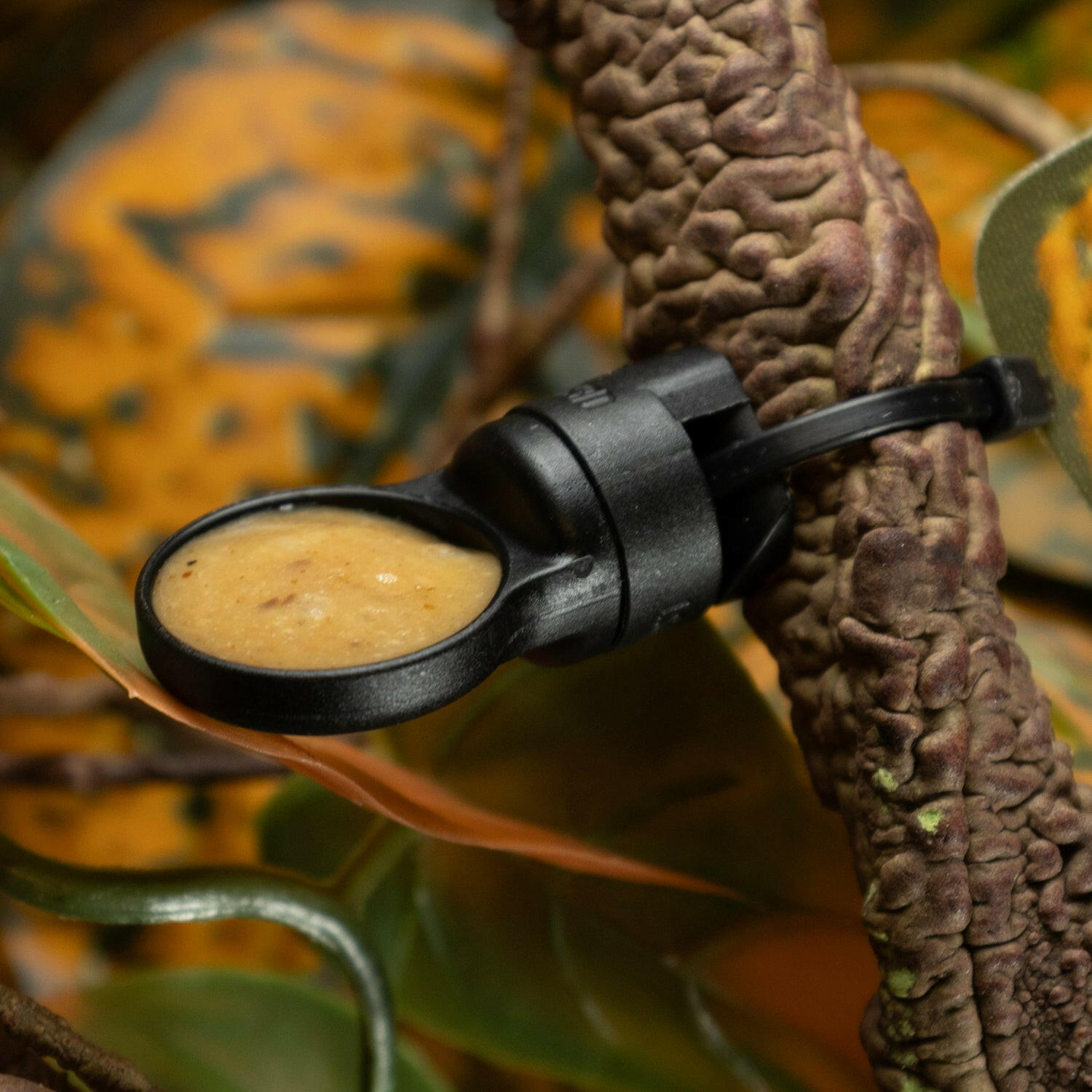 Pangea MicroDish Small Branch Mount| Stargazer Exotics