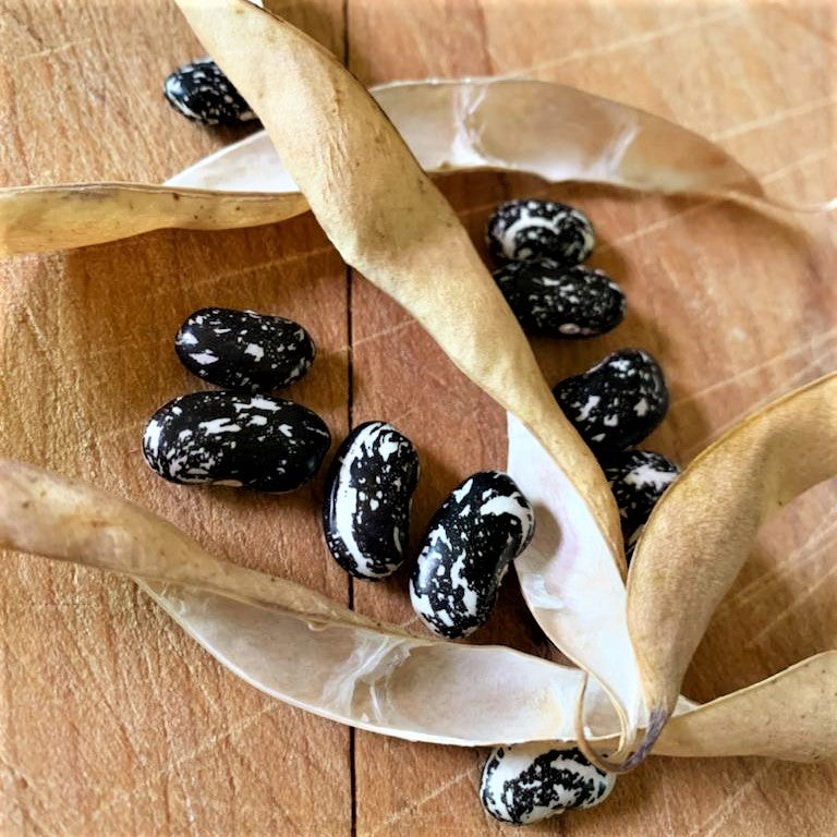 Skunk Beans Seeds (Phaseolus vulgaris) | Rare Seeds – Stargazer Exotics