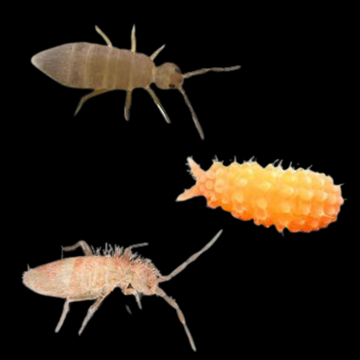 Isopod Canada - Canada's Largest Collection - Shipping Nationwide ...