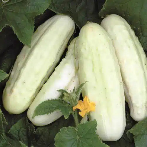 Miniature White Cucumber - Cucumis sativus | Rare Plant Seeds | Whimsy ...