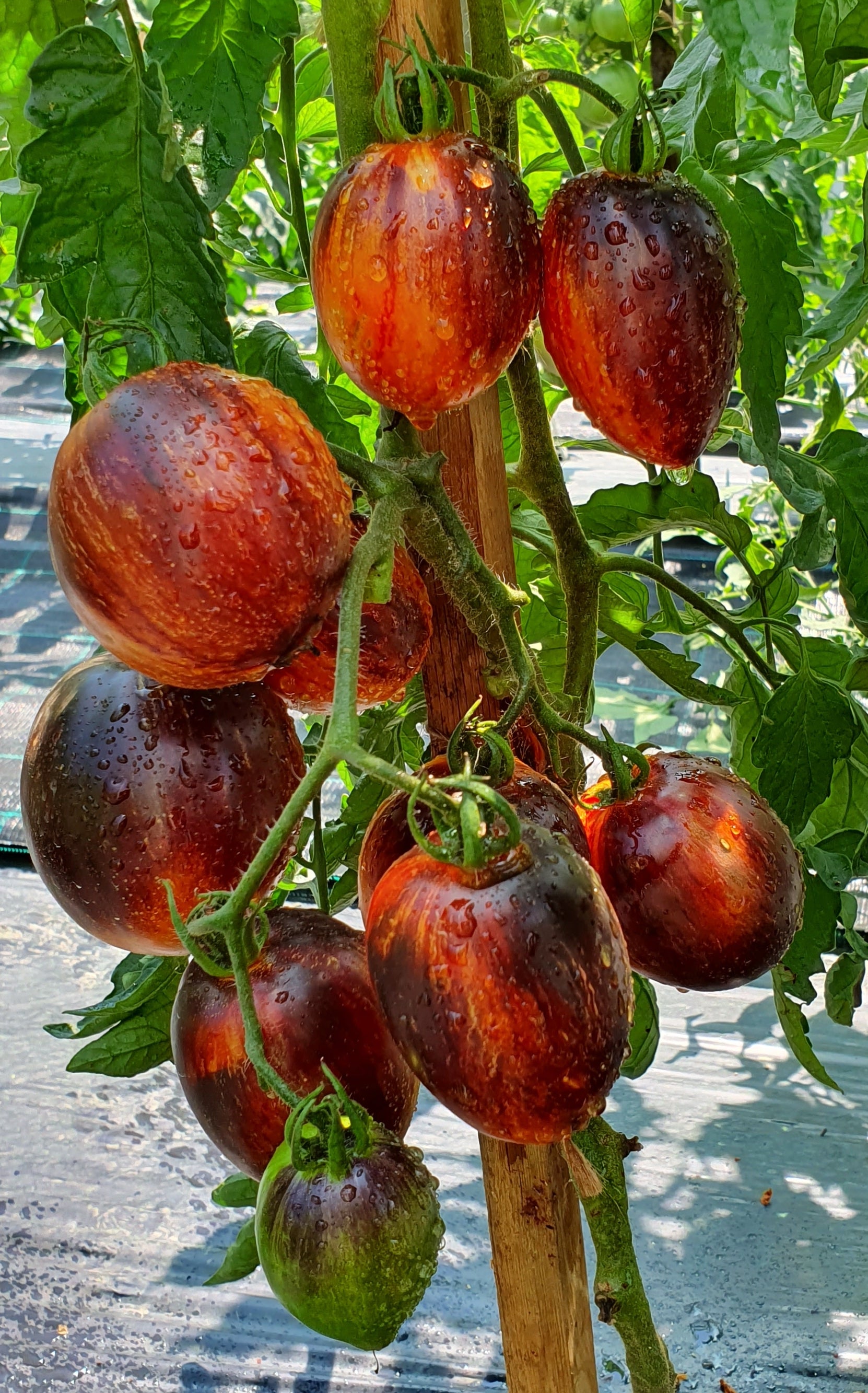 Dancing with Smurfs Tomato - Solanum lycopersicum | Rare Plant Seeds ...