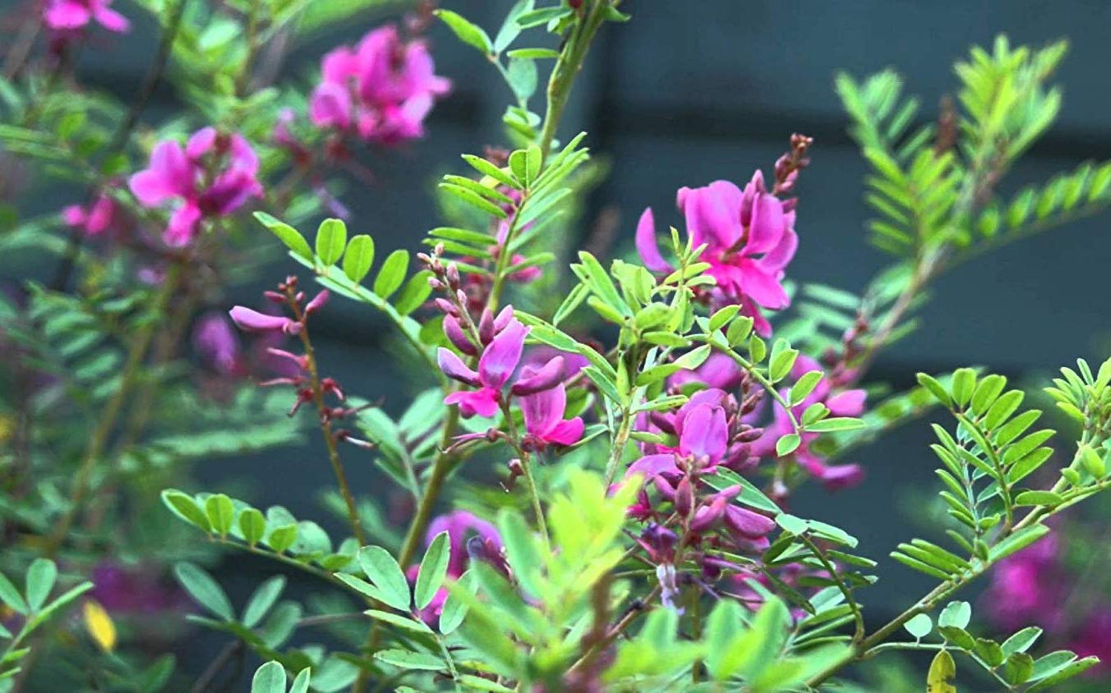 True Indigo Seeds (Indigofera tinctoria) | Rare Seeds – Stargazer Exotics