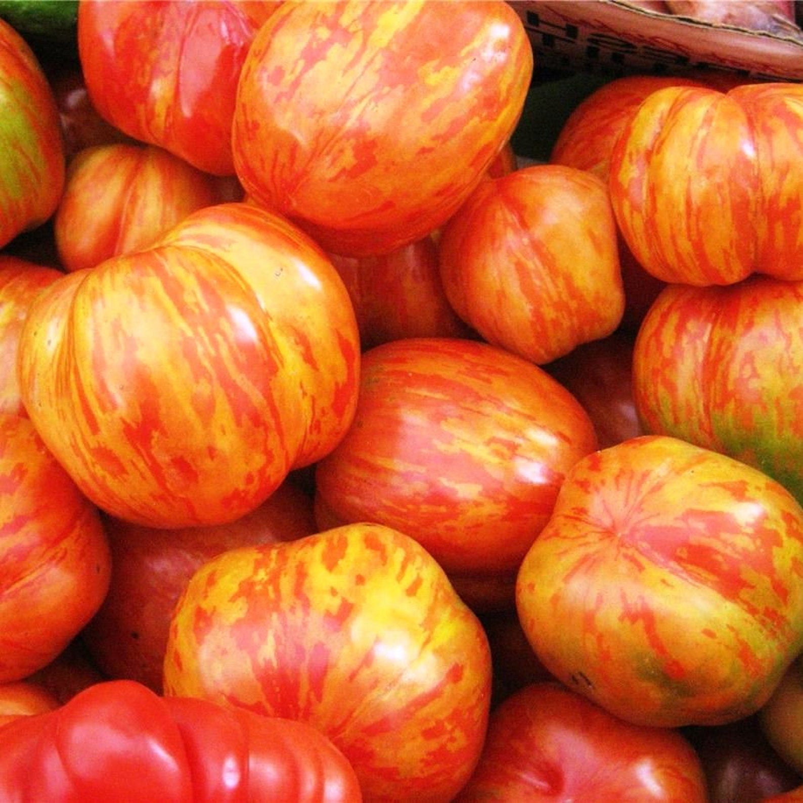 Tigerella Tomato Seeds (Solanum lycopersicum) – Stargazer Exotics