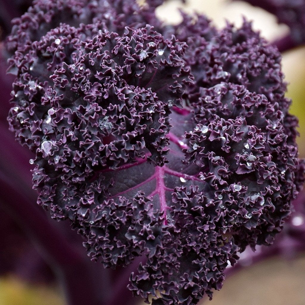 Scarlet Kale - Brassica oleracea var. sabellica | Rare Plant Seeds ...