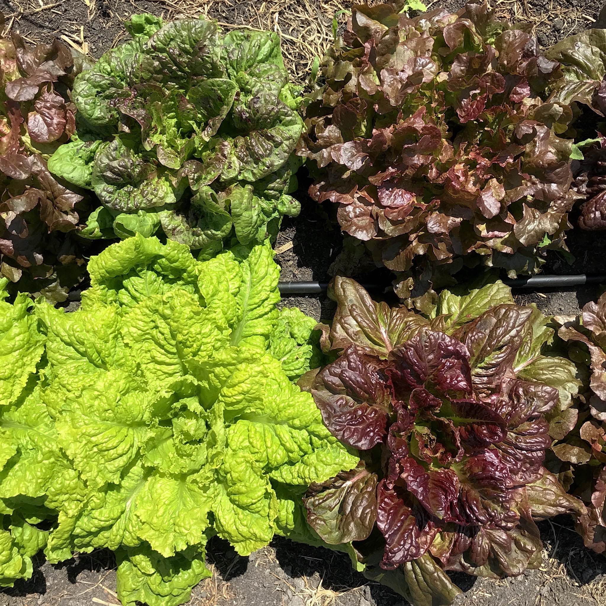 Spectral Chromatic Mini Lettuces Mix - Lactuca sativa - Lactuca sativa ...