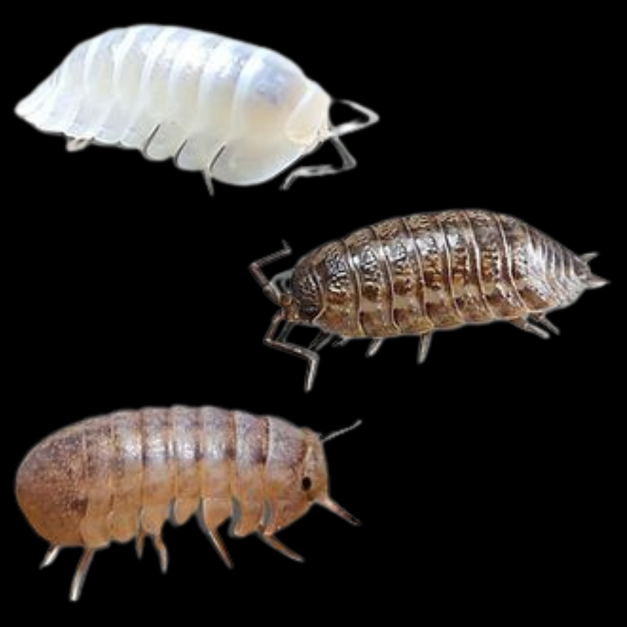 Isopod Canada - Canada's Largest Collection - Shipping Nationwide ...