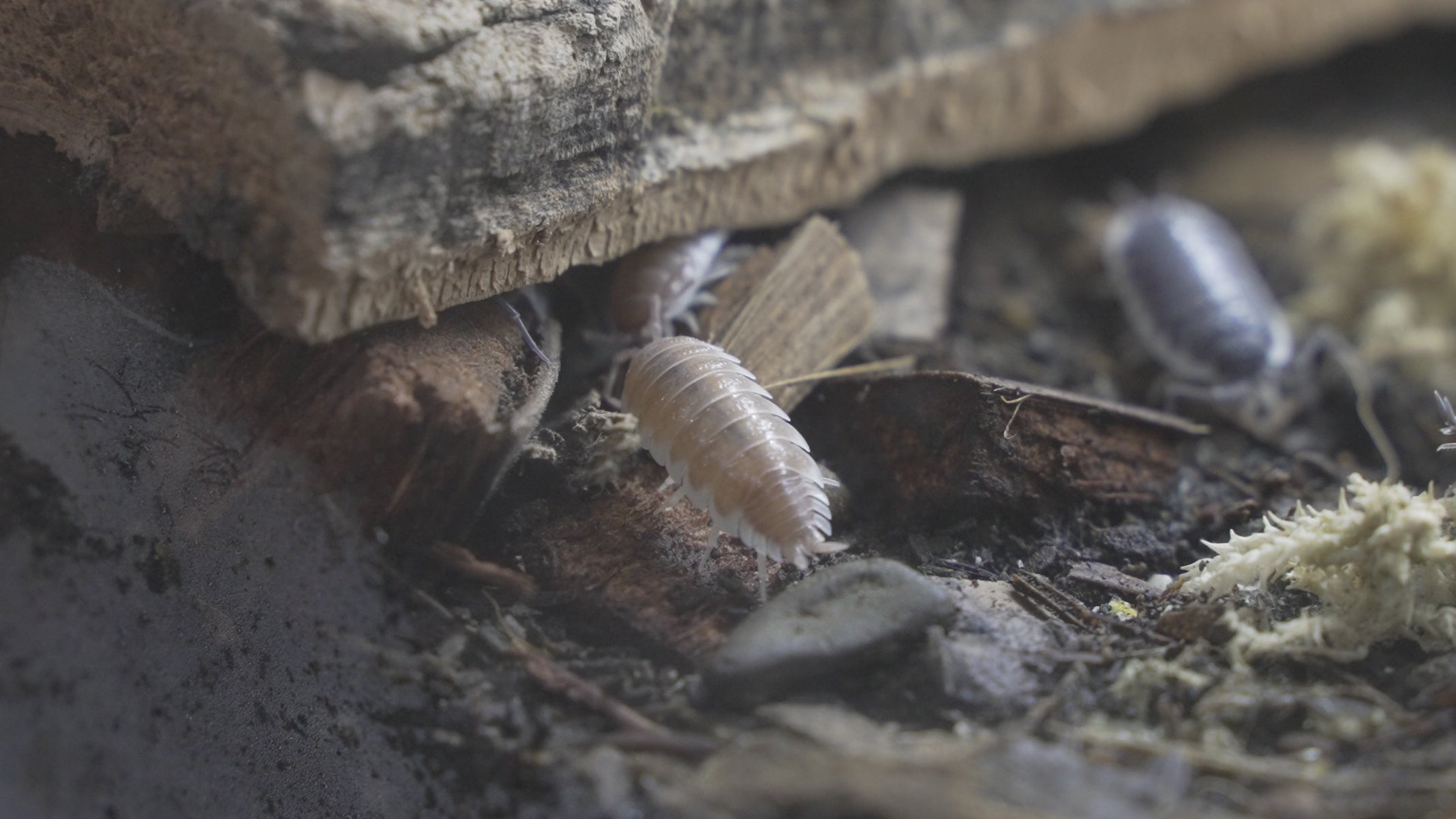 Isopod Canada - Canada's Largest Collection - Shipping Nationwide ...