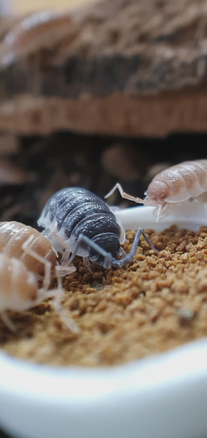 Isopod Canada - Canada's Largest Collection - Shipping Nationwide ...