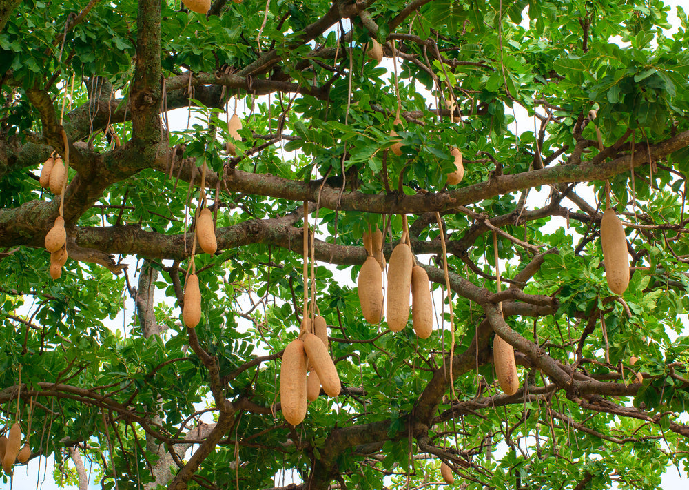 Sausage Tree Seeds (Kigelia pinnata / Kigelia africana) – Stargazer Exotics