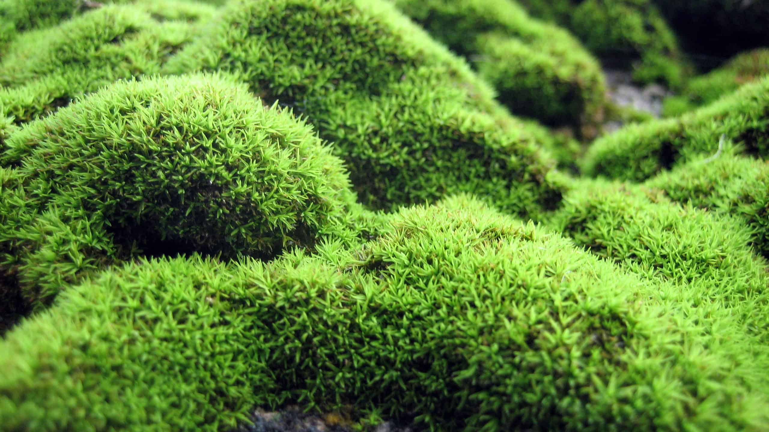 Irish Moss Seeds (Sagina subulata) | Heirloom Seeds – Stargazer Exotics